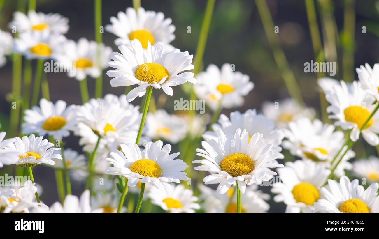Wild daisy flowers growing on meadow, lawn, white chamomiles on green ...