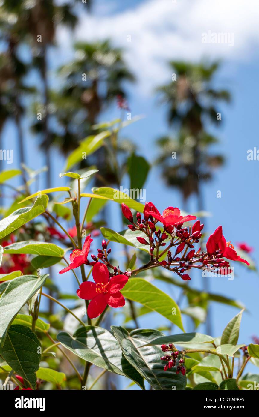 Peregrina, Spicy Jatropha, Jatropha integerrima, Close up small red ...