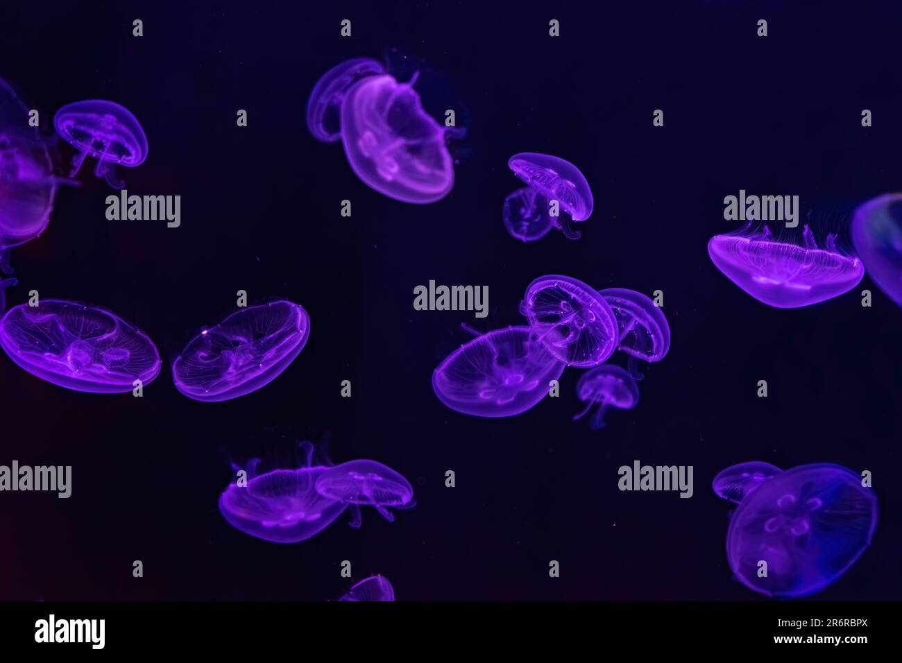 Group of fluorescent atlantic moon jellyfish swimming underwater ...