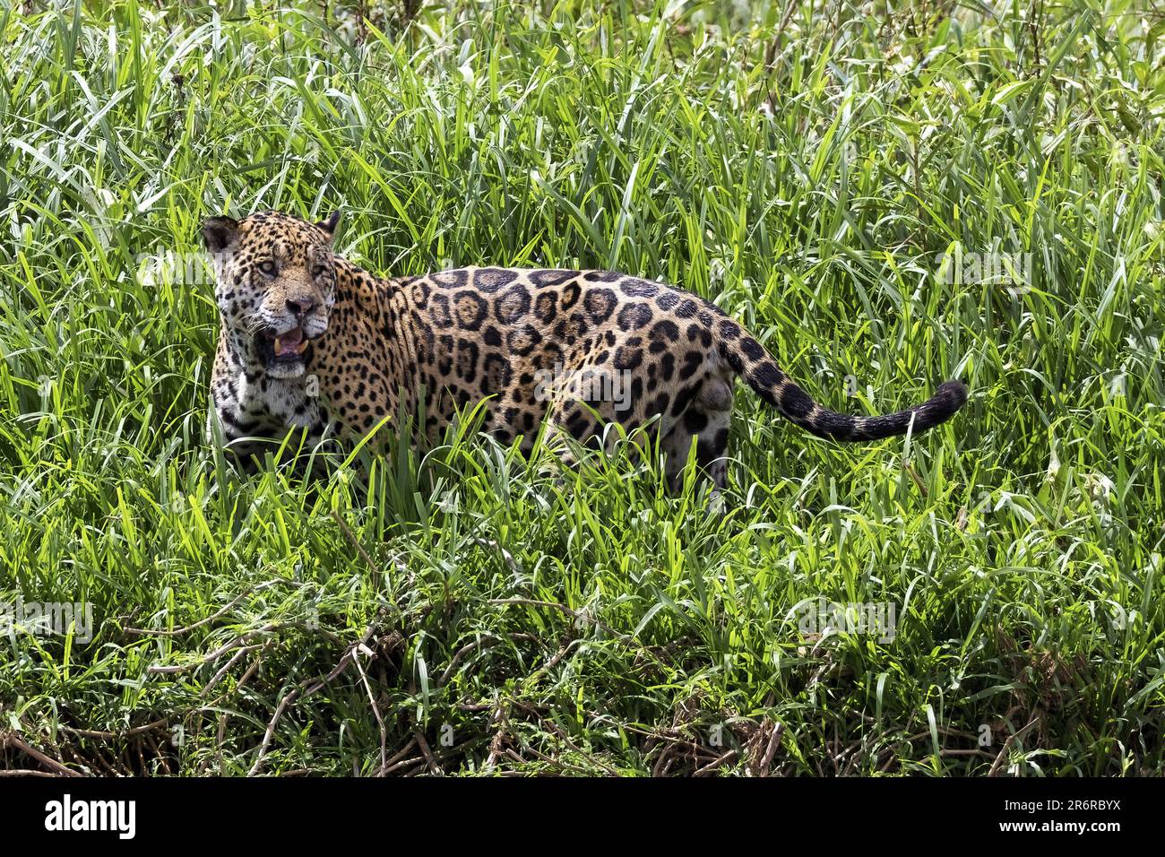 Jaguar (Panthera onca), Pantanal, Brazil Stock Photo - Alamy