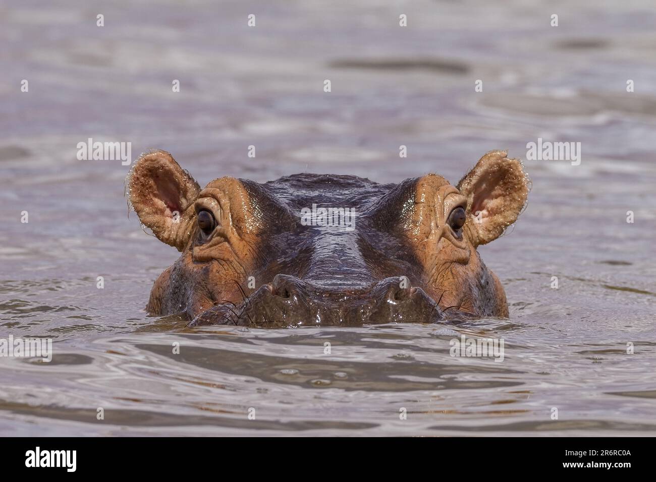 Portrait aggressive hippopotamus amphibius hi-res stock photography and ...