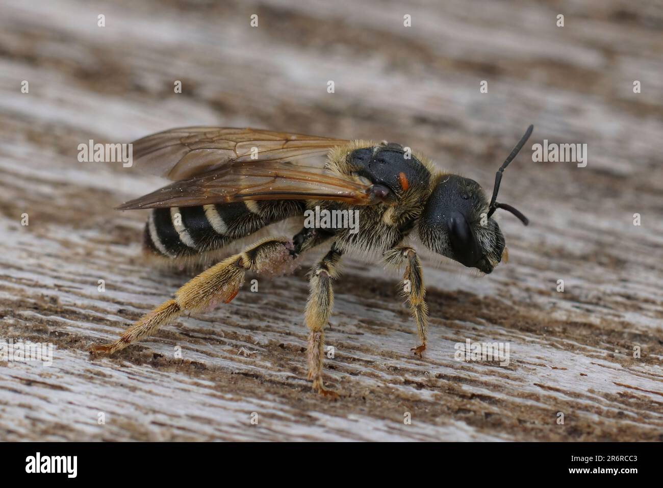 Detailed dorsal close up on a female giant furrow bee, Halictus ...