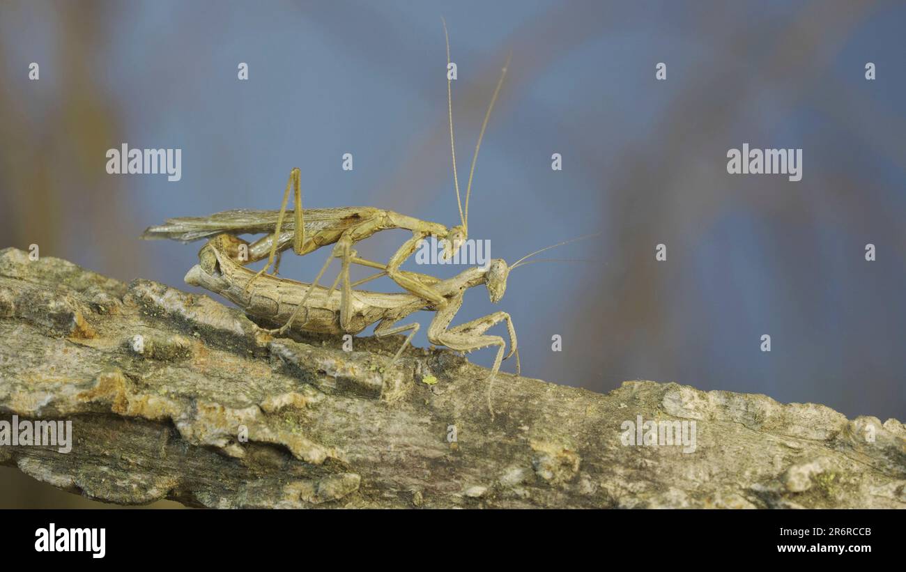 Couple of praying mantis mating on tree branch. The mating process of ...