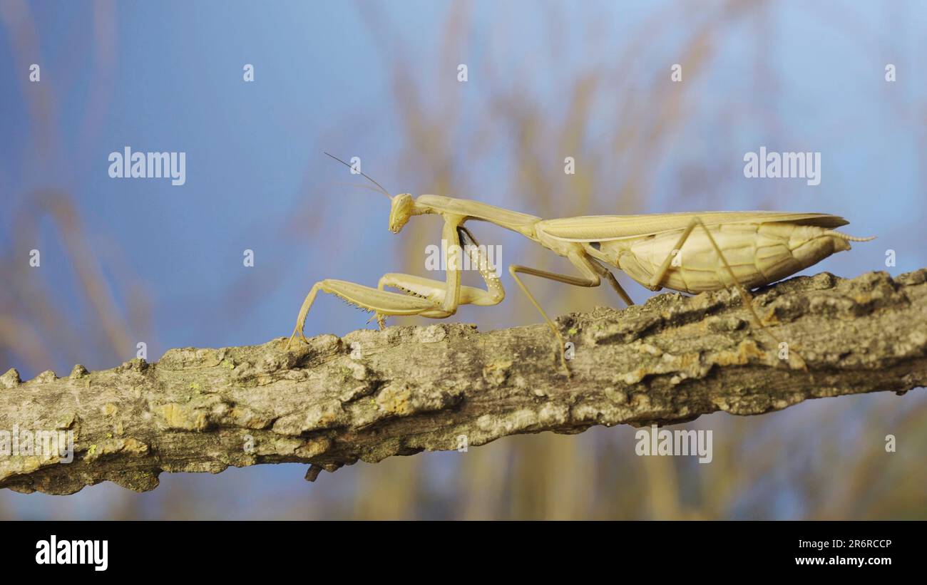 Big female praying mantis sitting on branch in the grass and blue sky ...