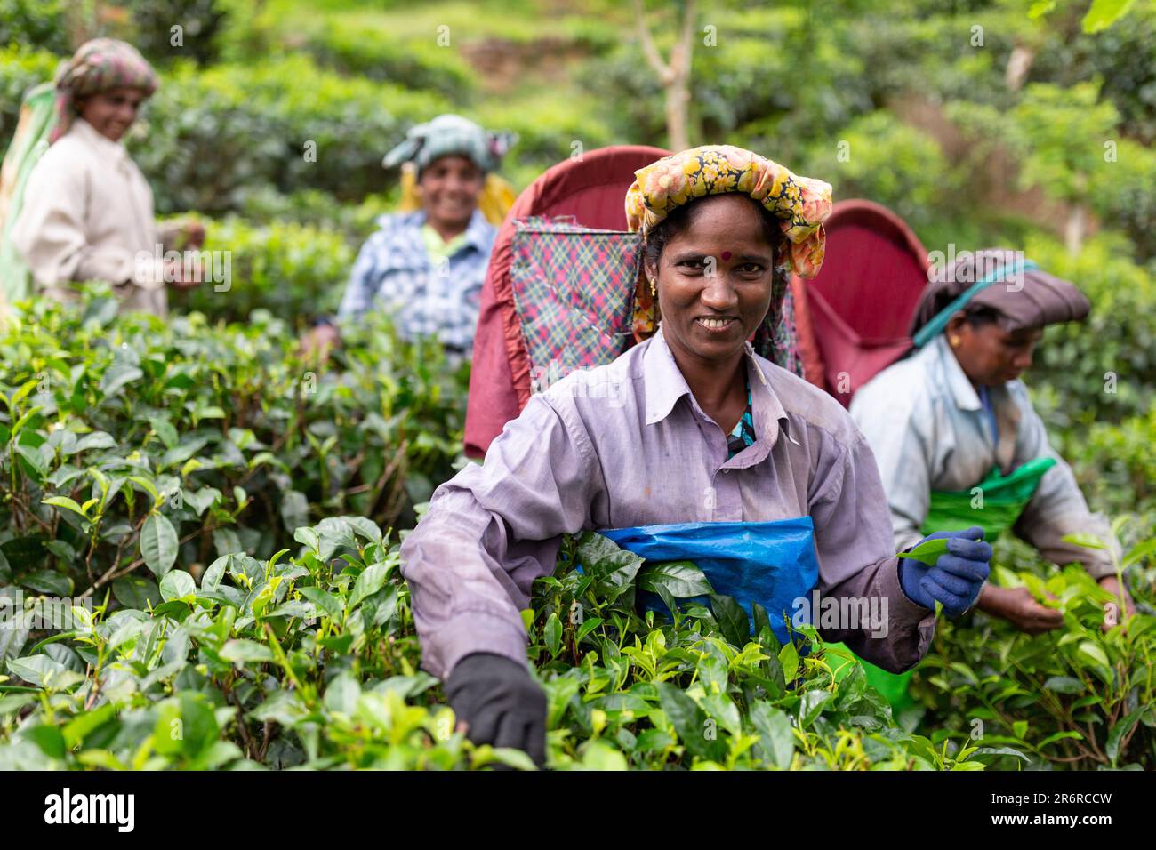 Tea pickers, Udugama, Sri Lanka Stock Photo - Alamy