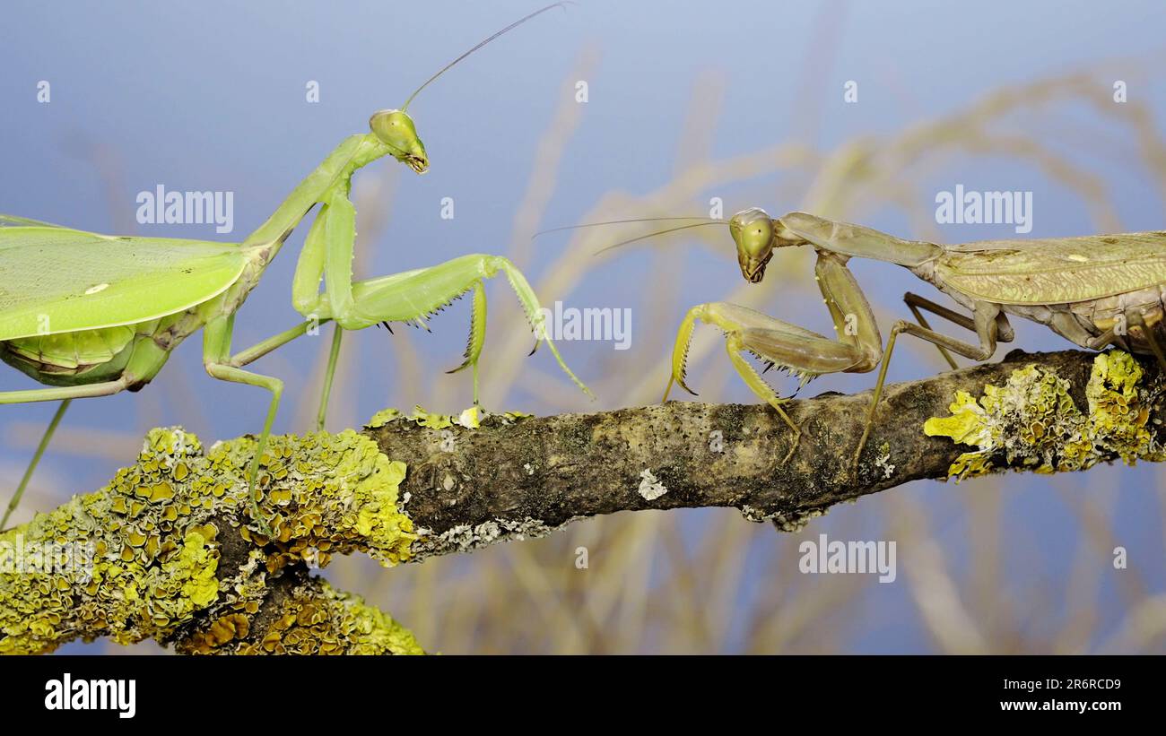 Slow motion, Two large female praying mantis meet on the same tree ...