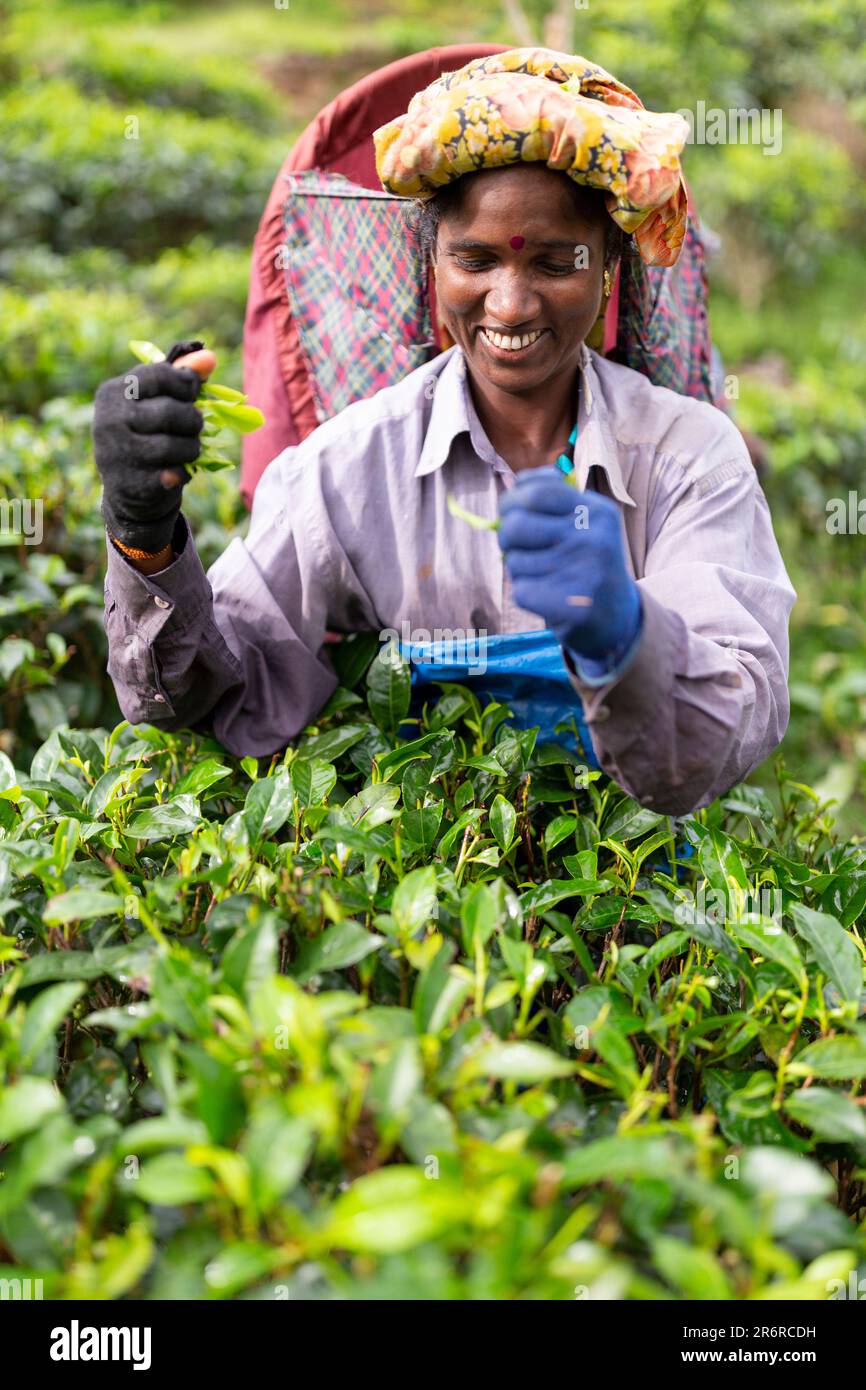Tea pickers, Udugama, Sri Lanka Stock Photo - Alamy