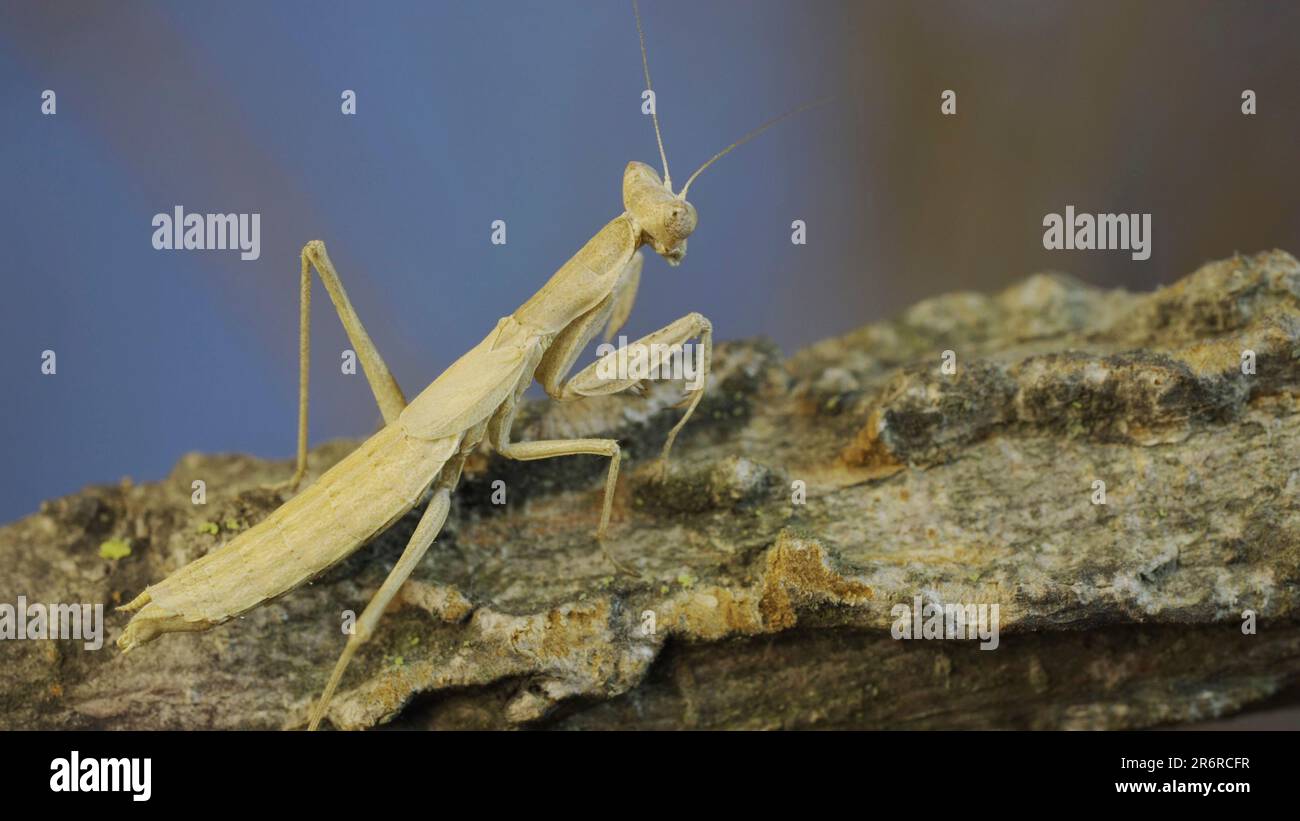 The female praying mantis sits on tree branch masquerading against its ...