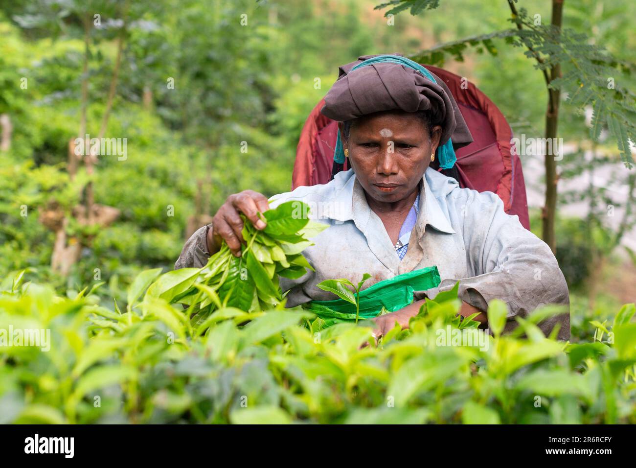 Tea pickers, Udugama, Sri Lanka Stock Photo - Alamy