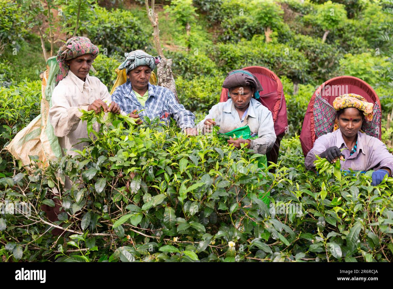 Tea pickers, Udugama, Sri Lanka Stock Photo - Alamy