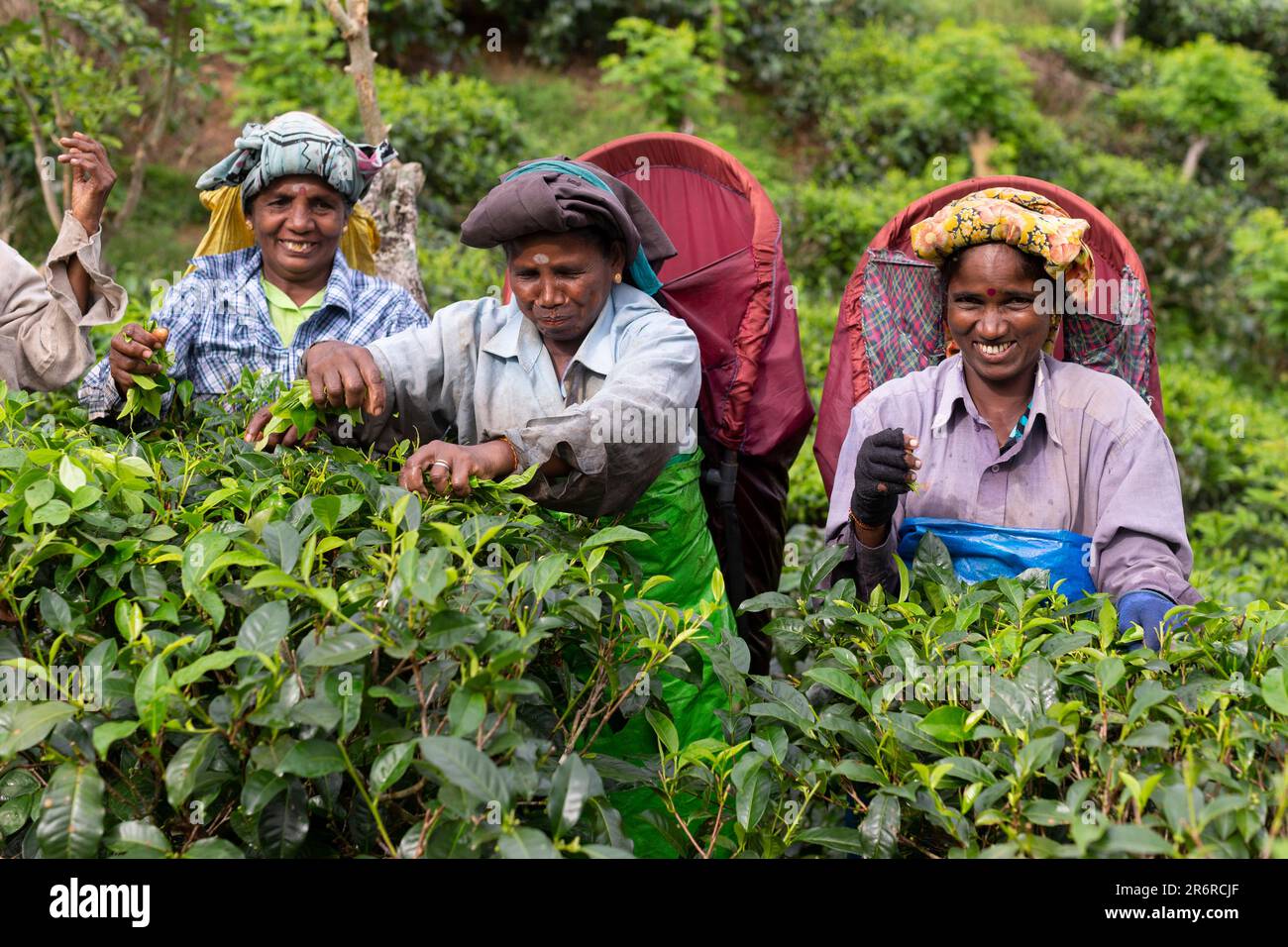 Balangoda tea plantation sri lanka hi-res stock photography and images ...