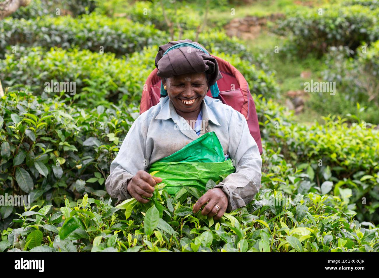 Balangoda tea plantation sri lanka hi-res stock photography and images ...