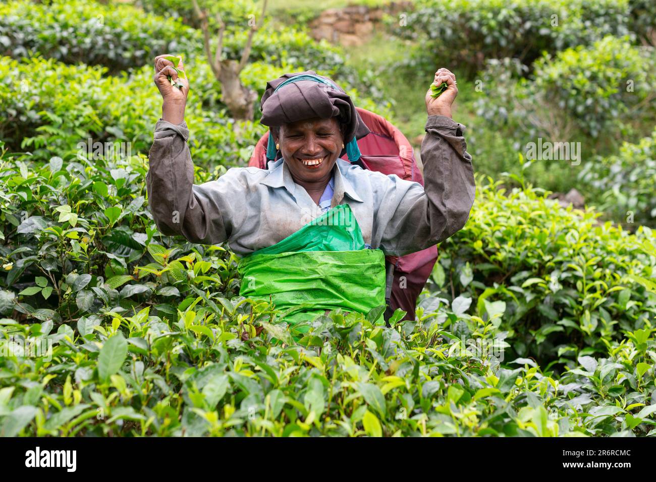 Tea pickers, Udugama, Sri Lanka Stock Photo - Alamy