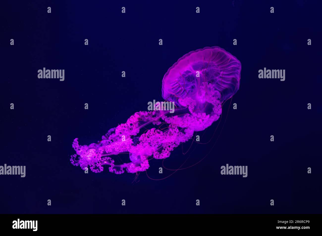Fuorescent jellyfish swimming underwater aquarium pool with pink neon ...