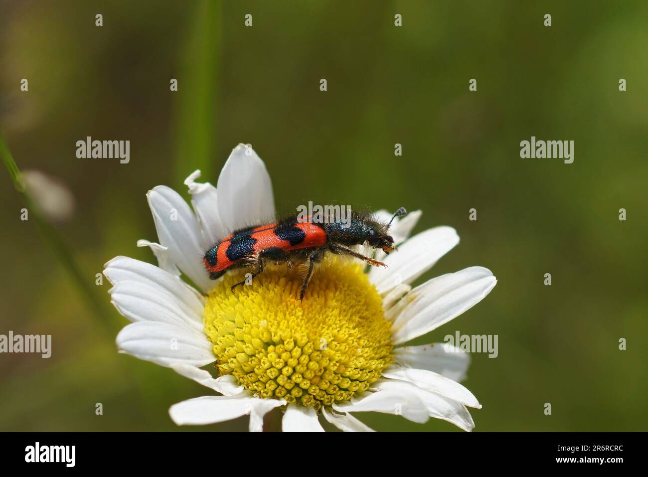 Natural closeup on a colorful red hairy bee-eating beetle, Trichodes ...