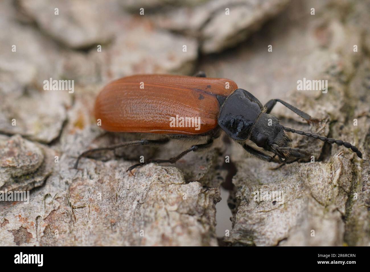Natural closeup on a brown colored comb-clawed beetle, Omophlus ...