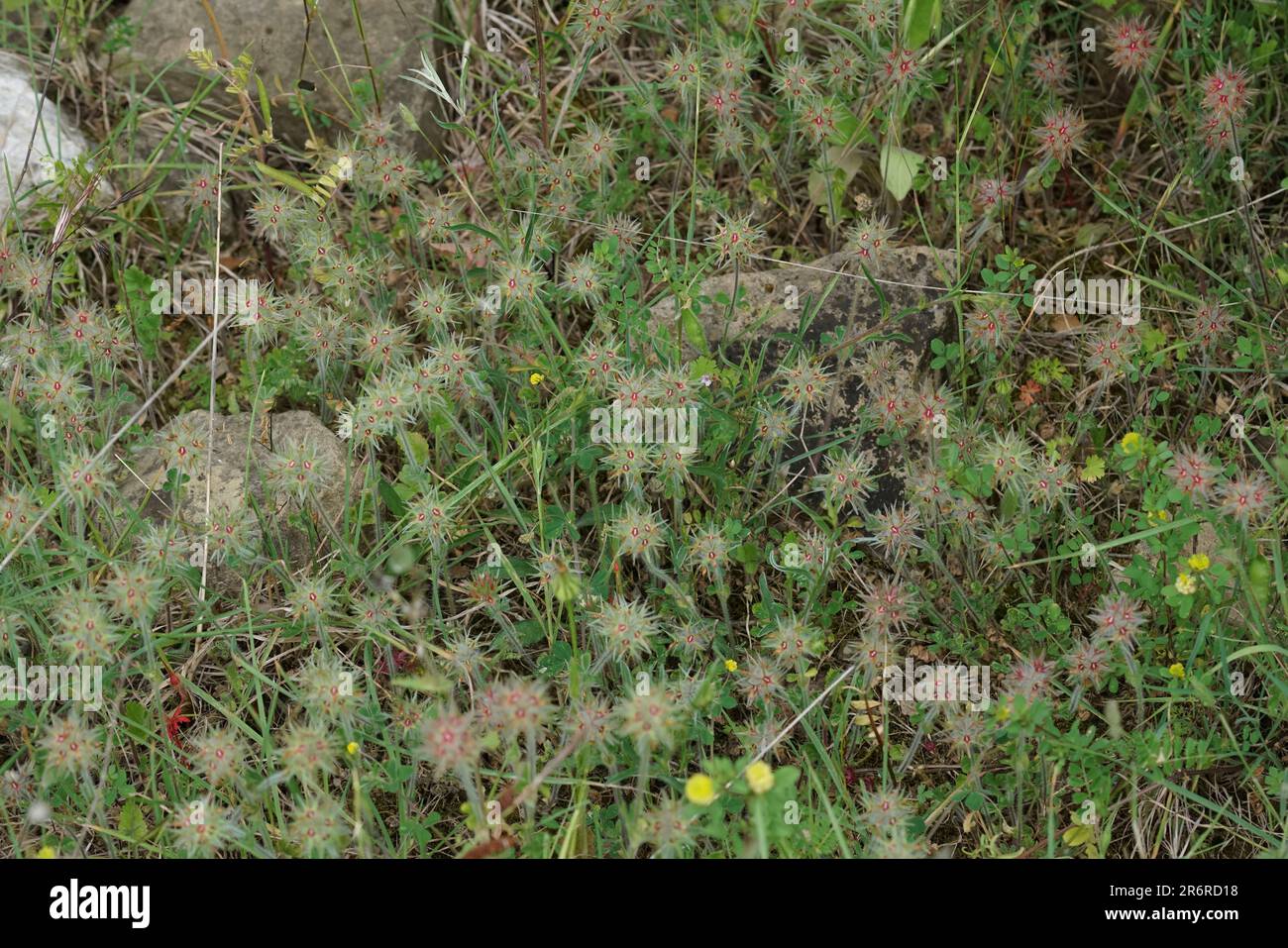 Natural closeup on an aggregation of Mediterranean Star clover ...