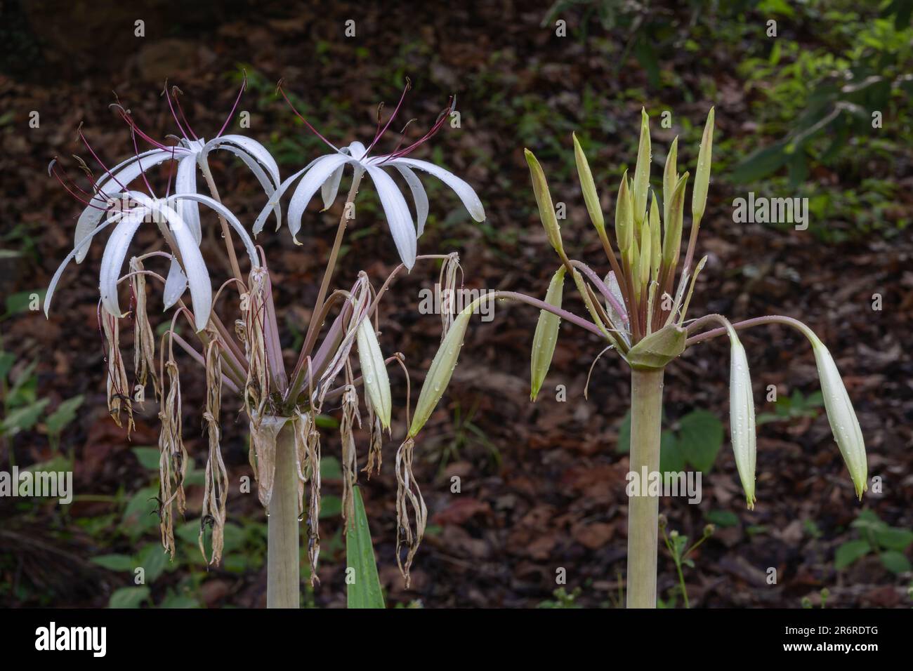Closeup view of white and purple flowers and buds of crinum asiaticum ...