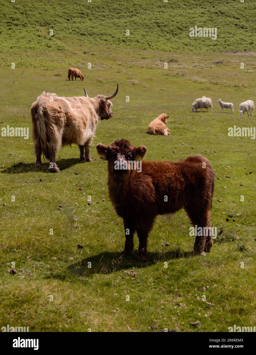 Highland cattle on yorkshire hi-res stock photography and images - Alamy