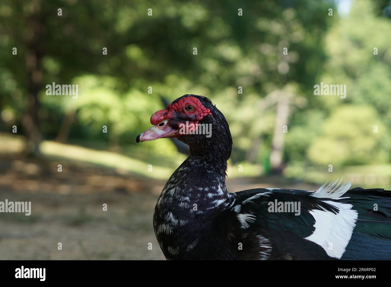 A solitary black and white duck walks across an expanse of open ...