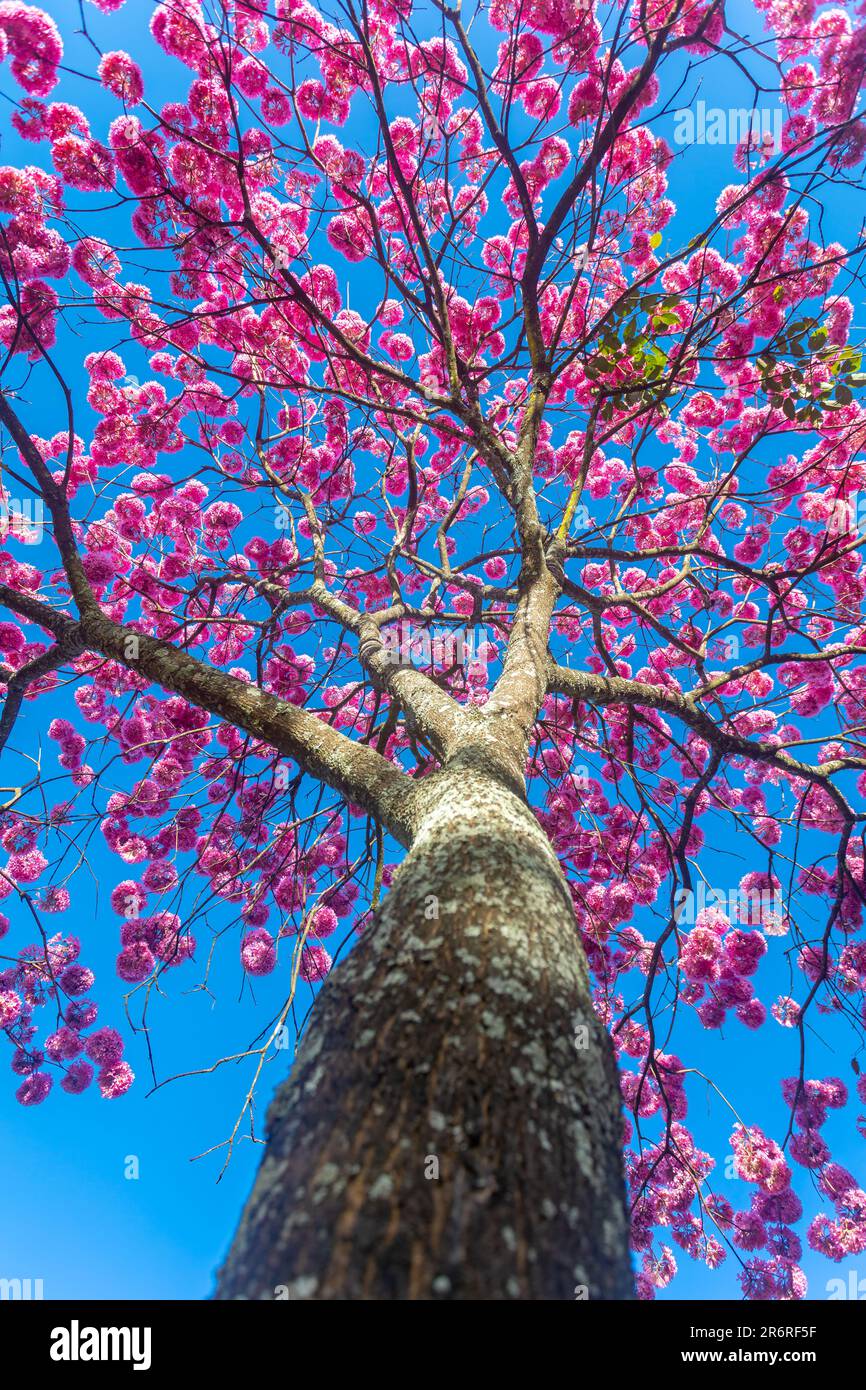 (Handroanthus heptaphyllus) Close up of beautiful Pink Trumpet Tree ...