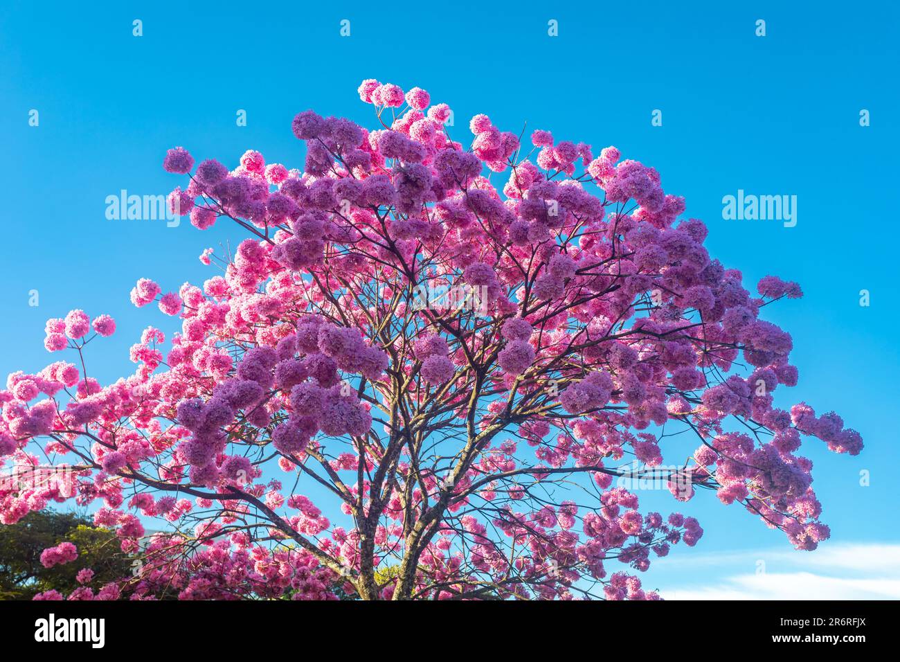 (Handroanthus heptaphyllus) Close up of beautiful Pink Trumpet Tree ...