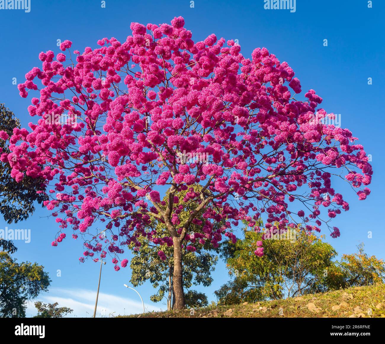 (Handroanthus heptaphyllus) Close up of beautiful Pink Trumpet Tree ...