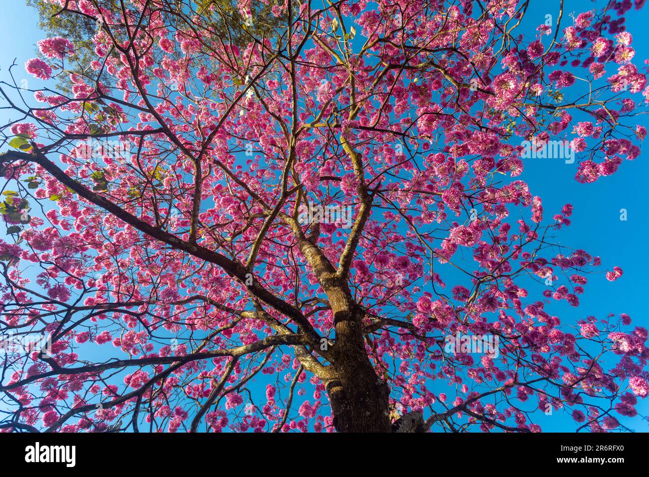 (Handroanthus heptaphyllus) Close up of beautiful Pink Trumpet Tree ...