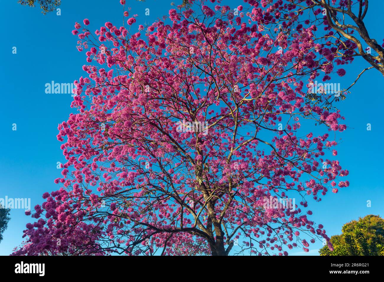 (Handroanthus heptaphyllus) Close up of beautiful Pink Trumpet Tree ...