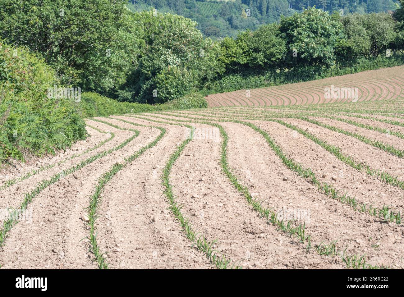 Zea maize plants hi-res stock photography and images - Alamy