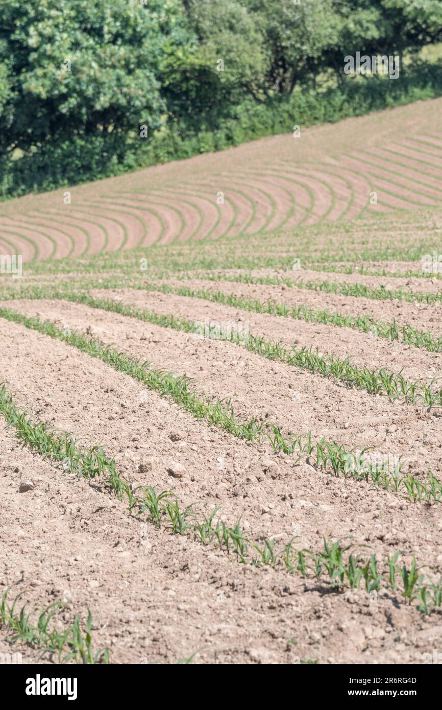 Sloping sunny field with young Maize Corn / Zea mays plants growing in ...