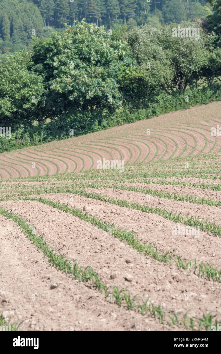 Sloping sunny field with young Maize Corn / Zea mays plants growing in ...