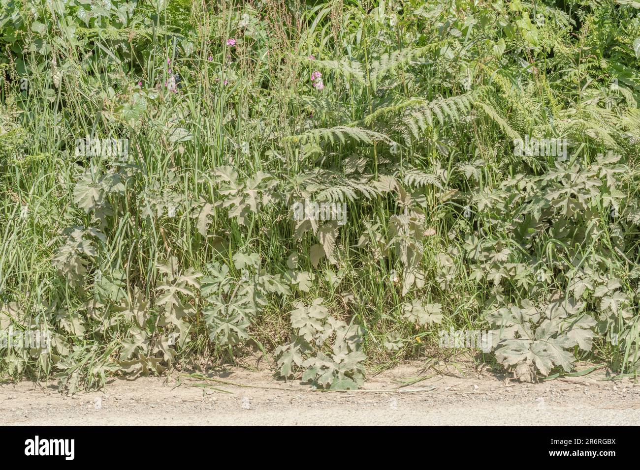Hot summer weather [UK] with sun shining on wayside grass verge and its ...