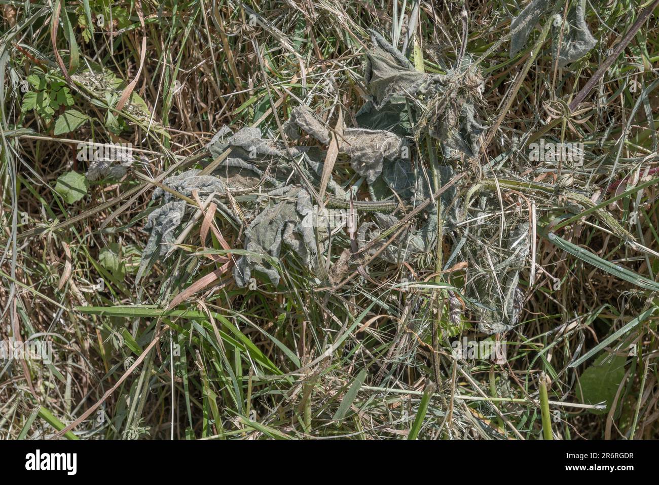 Well cut grass hi-res stock photography and images - Alamy