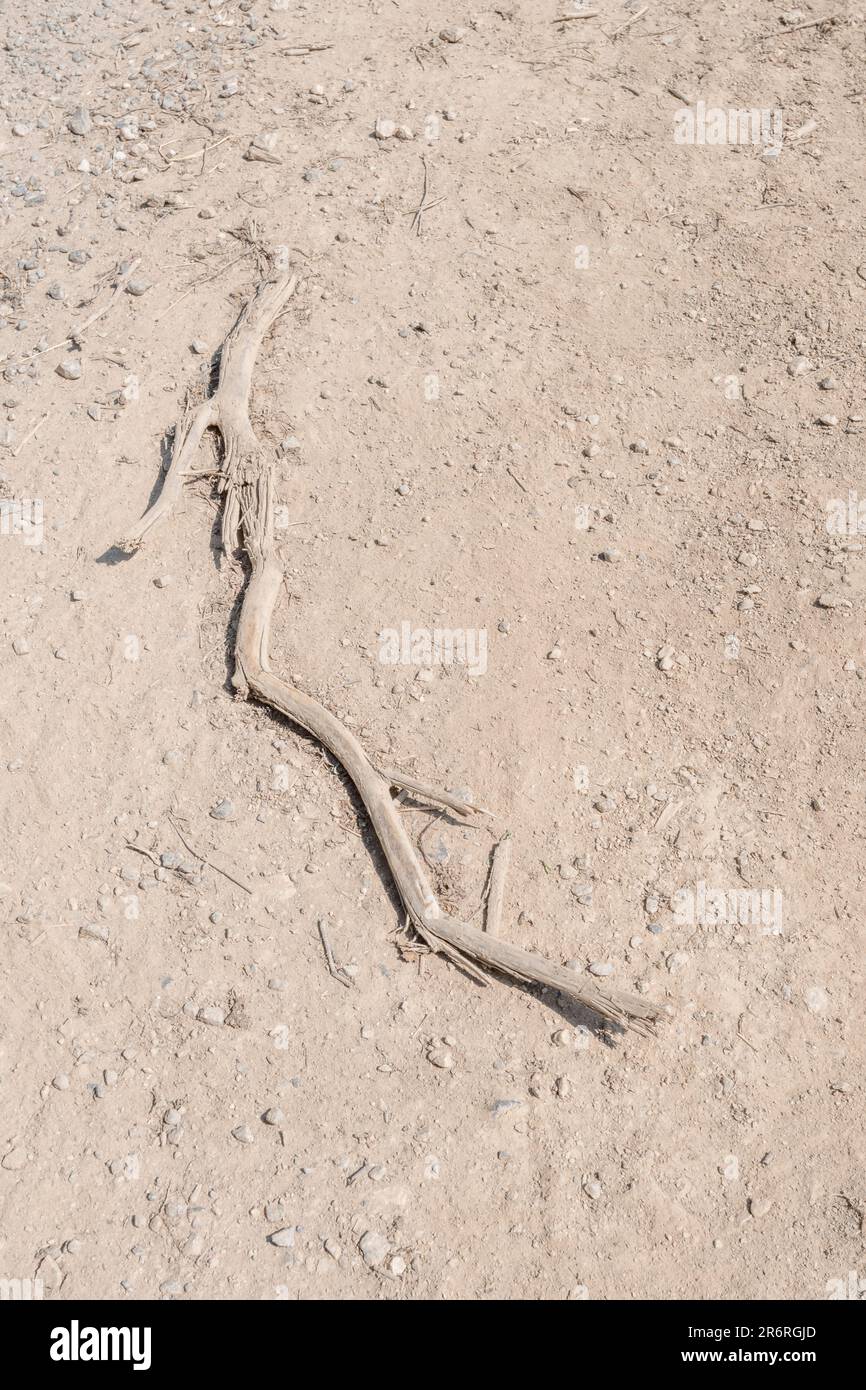 Dead, lifeless, plant stalk on sun baked soil during UK summer heatwave ...