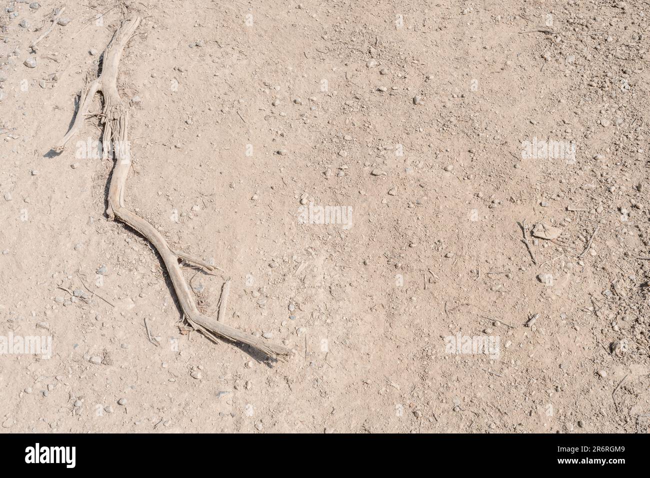 Dead, lifeless, plant stalk on sun baked soil during UK summer heatwave ...