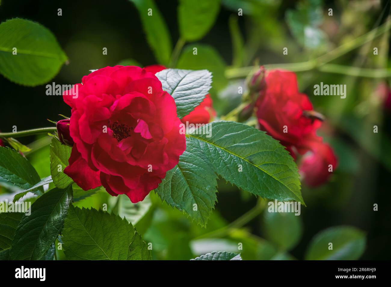 Beautiful red rose in the garden. Red rose flowers with sun rays on the ...
