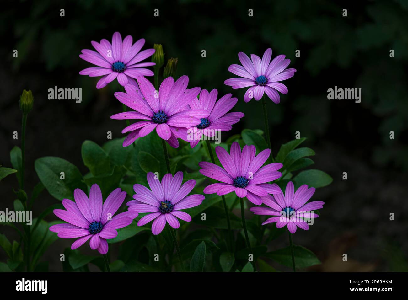 Colorful violet flowers background. Flowers in the garden Stock Photo ...