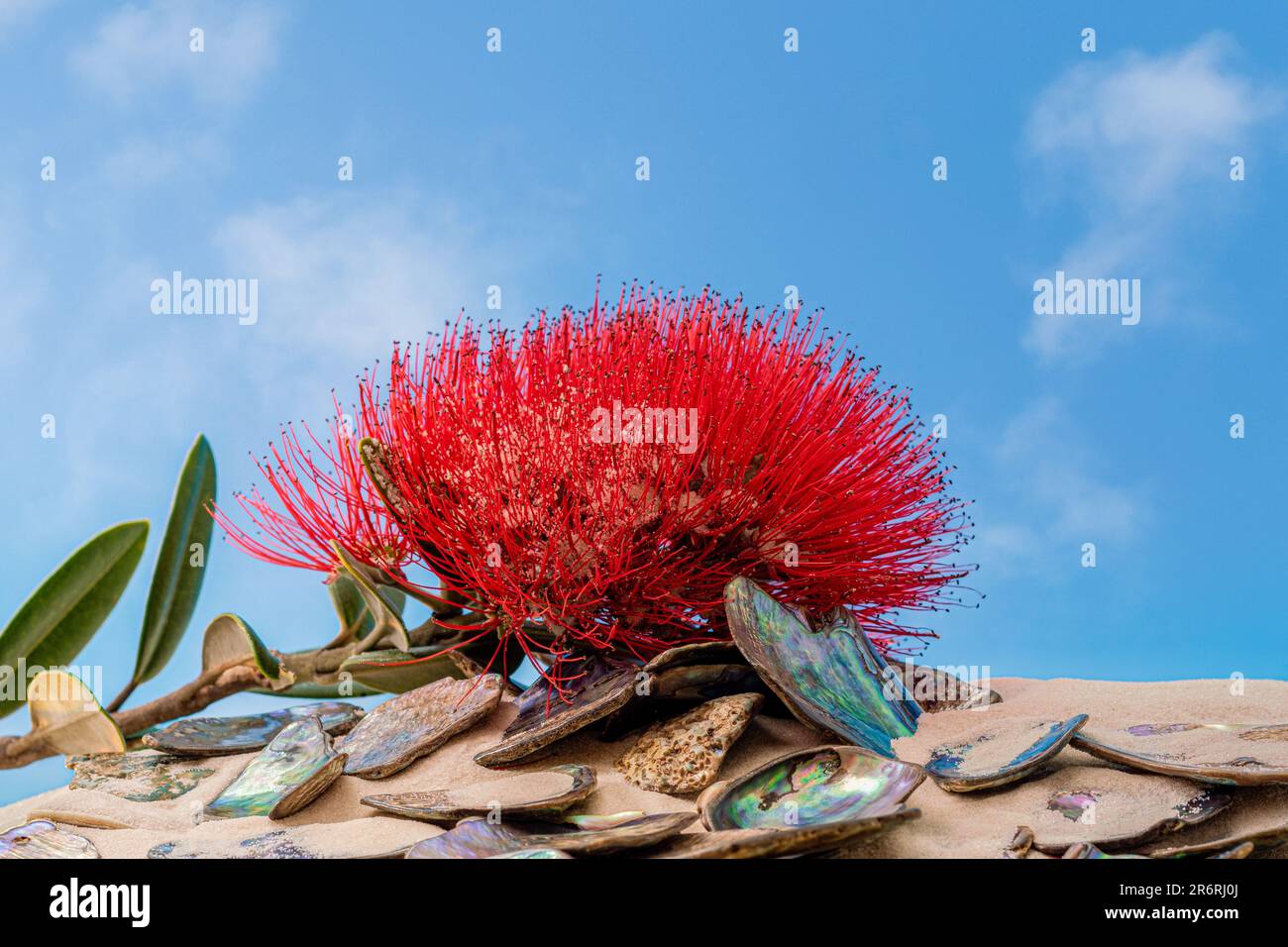 A red Pohutukawa flower of New Zealand's iconic summer flowering tree ...