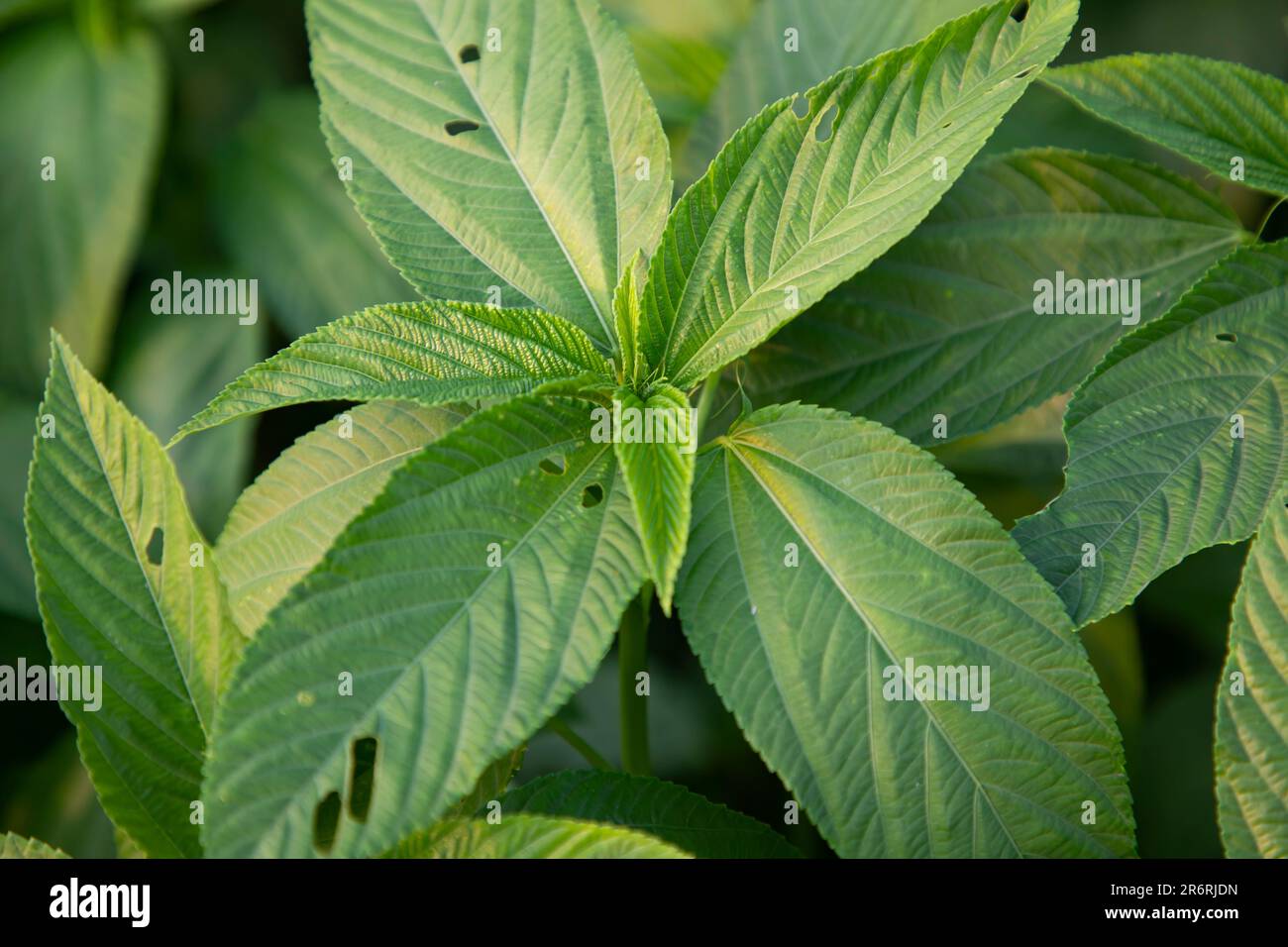 Natural green Jute Leaves Close-up photos in the field of Bangladesh ...