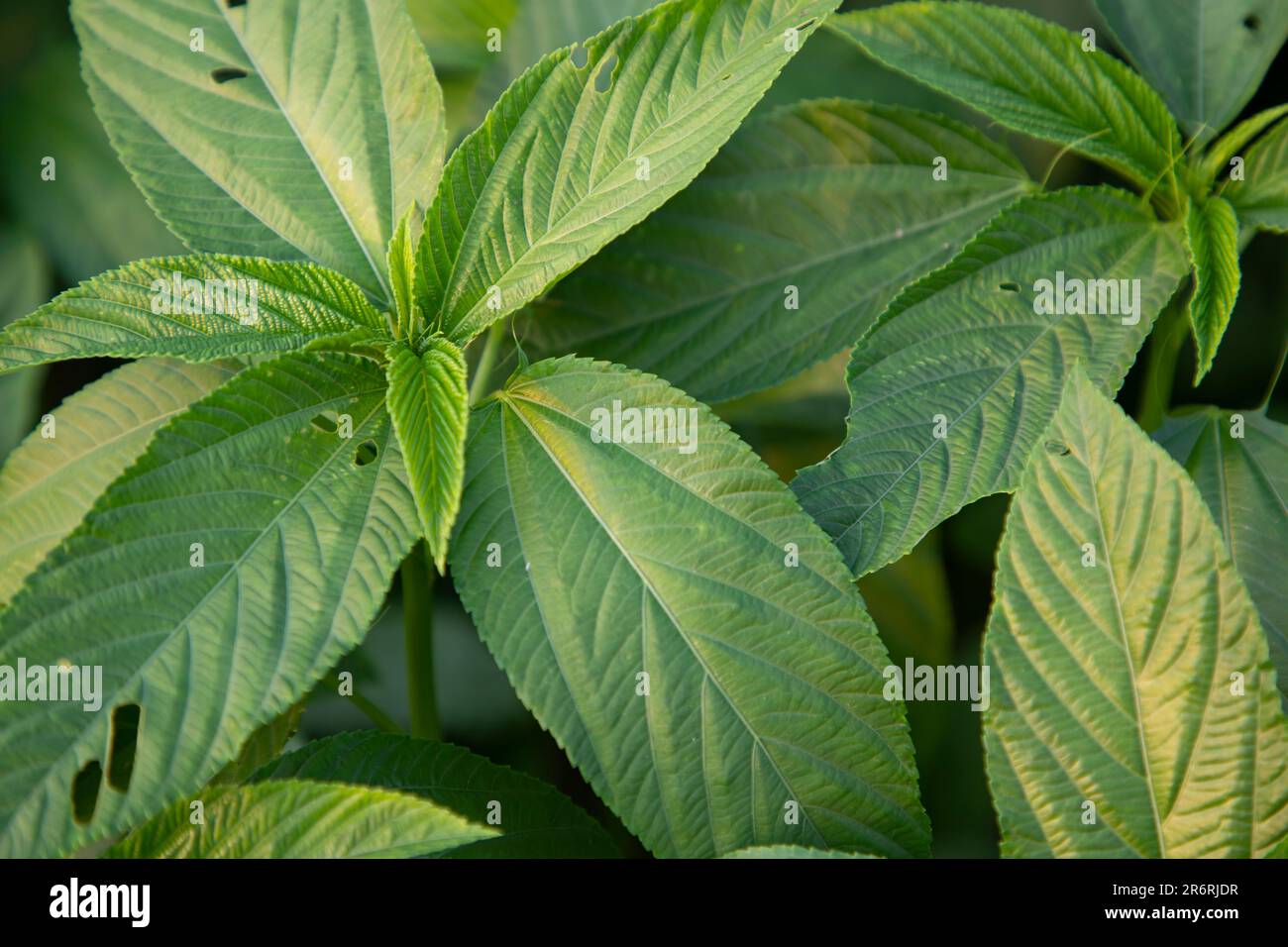 Natural green Jute Leaves Close-up photos in the field of Bangladesh ...