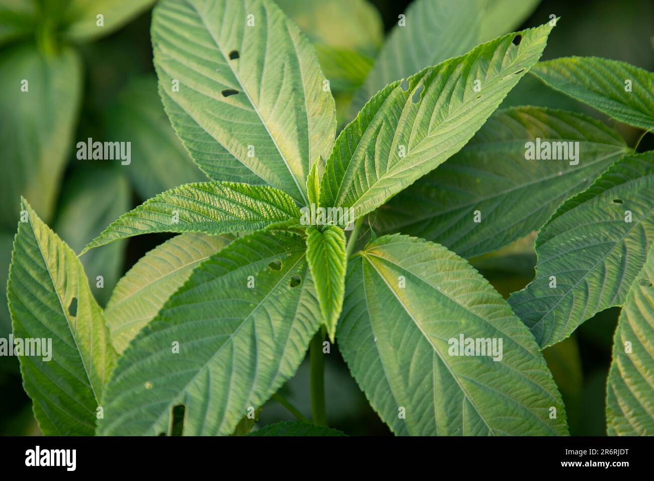 Natural green Jute Leaves Close-up photos in the field of Bangladesh ...