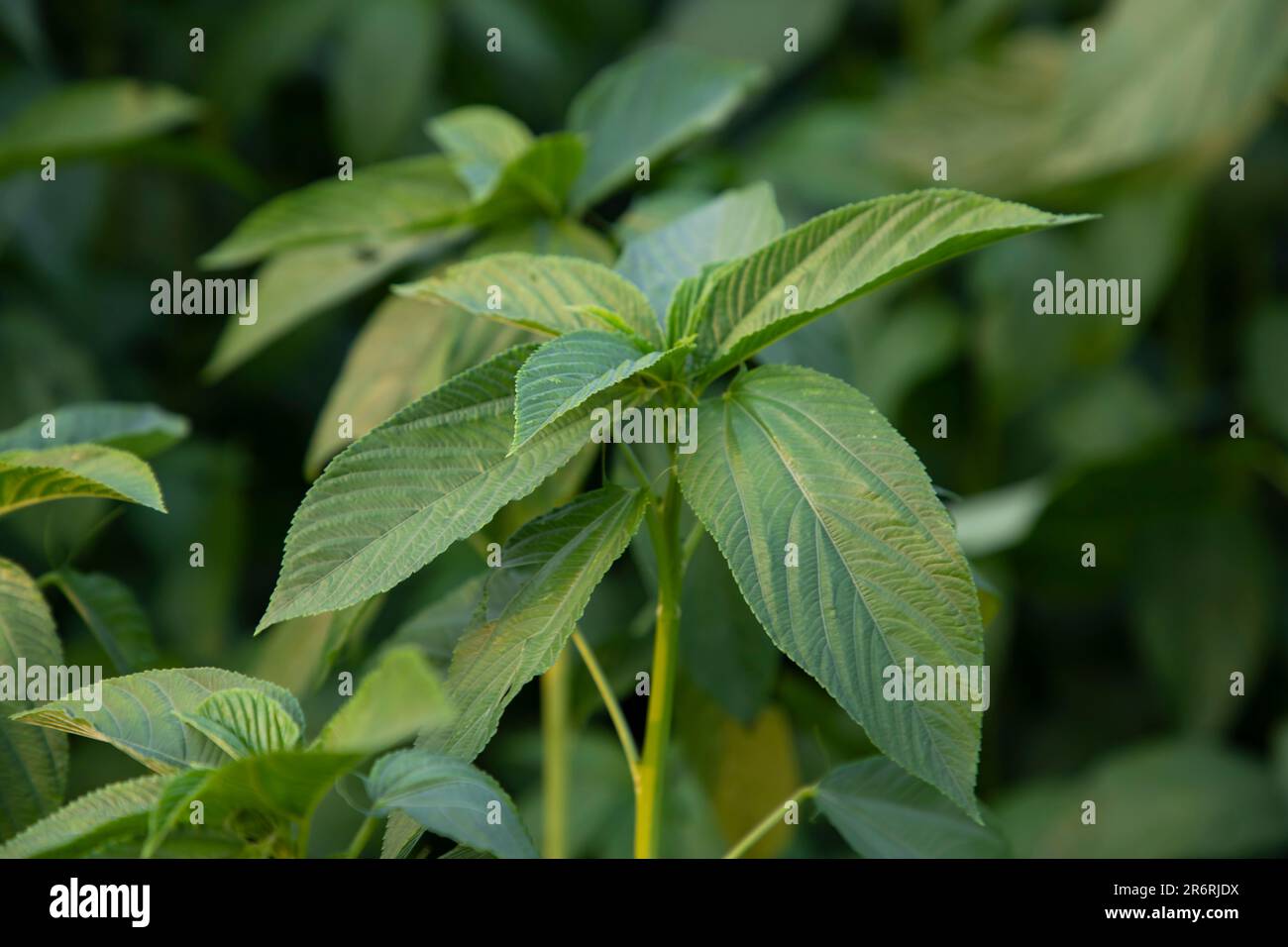Natural green Jute Leaves Close-up photos in the field of Bangladesh ...