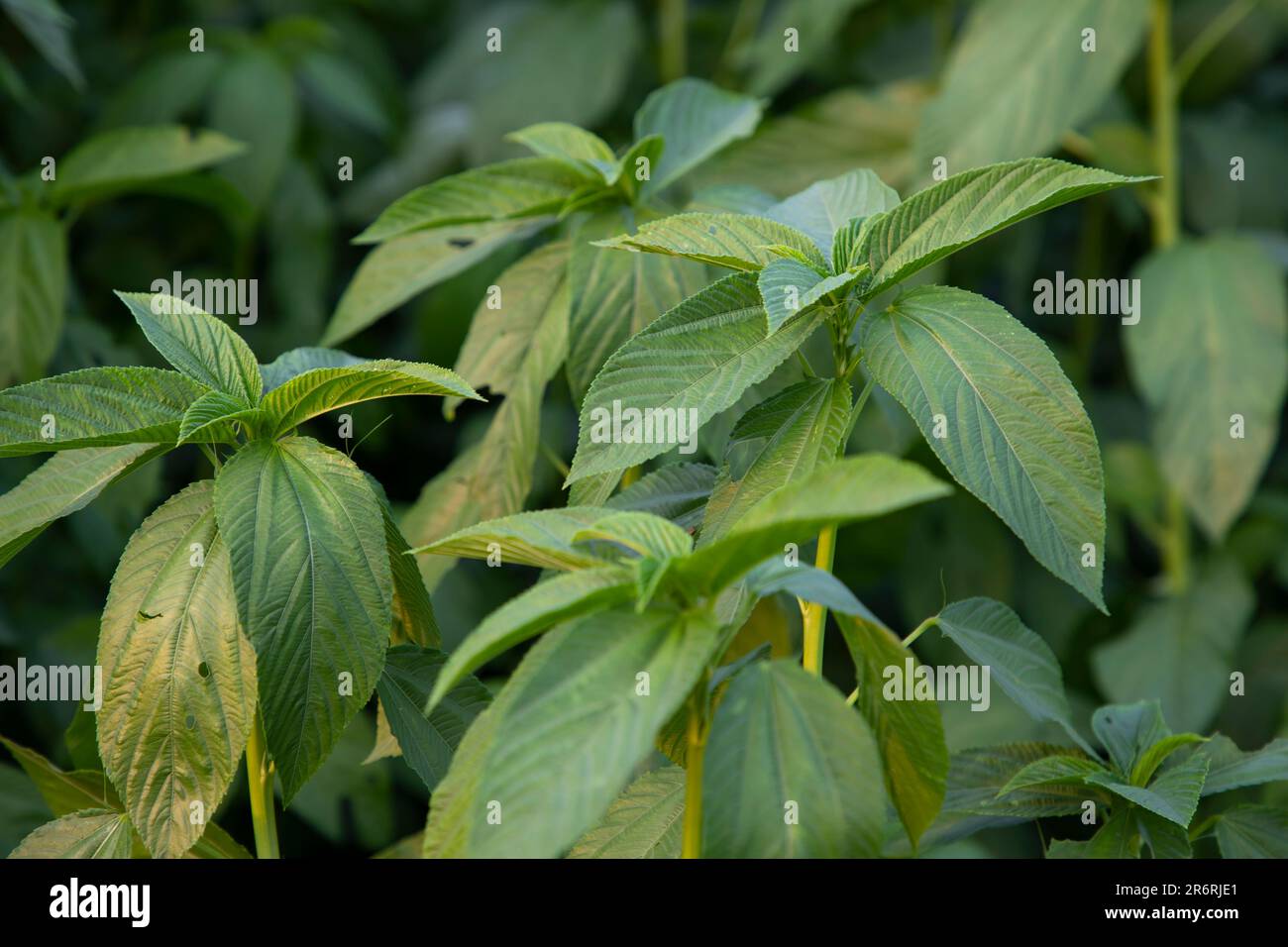 Natural green Jute Leaves Close-up photos in the field of Bangladesh ...