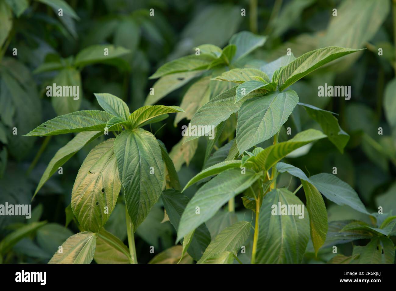 Natural green Jute Leaves Close-up photos in the field of Bangladesh ...