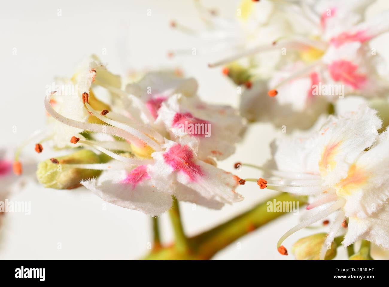Close up on the flowers of horse-chestnut tree Aesculus hippocastanum ...