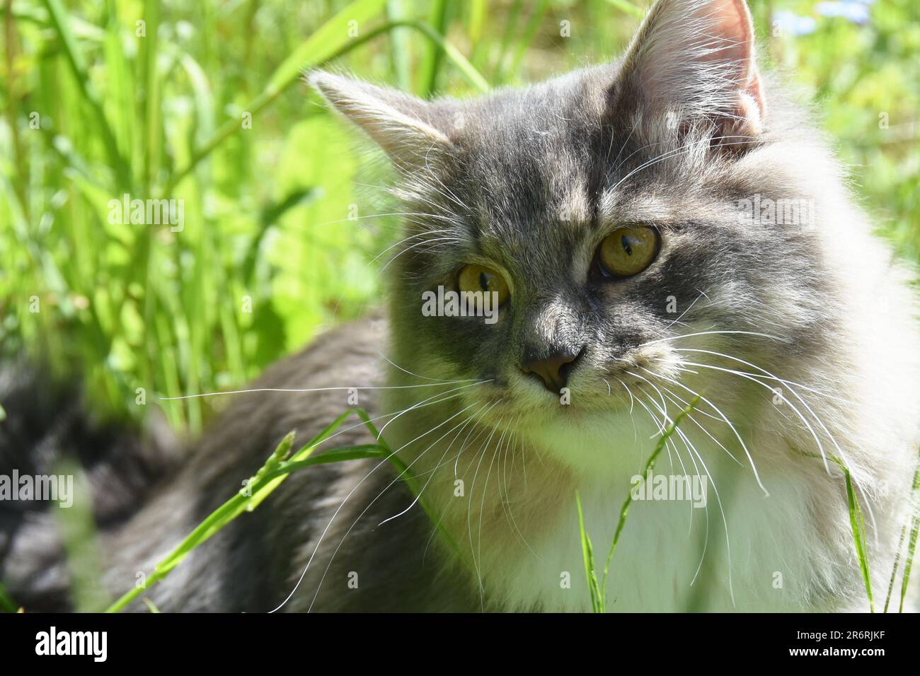 gray purebreed Siberian cat outdoor in a flower field Stock Photo - Alamy