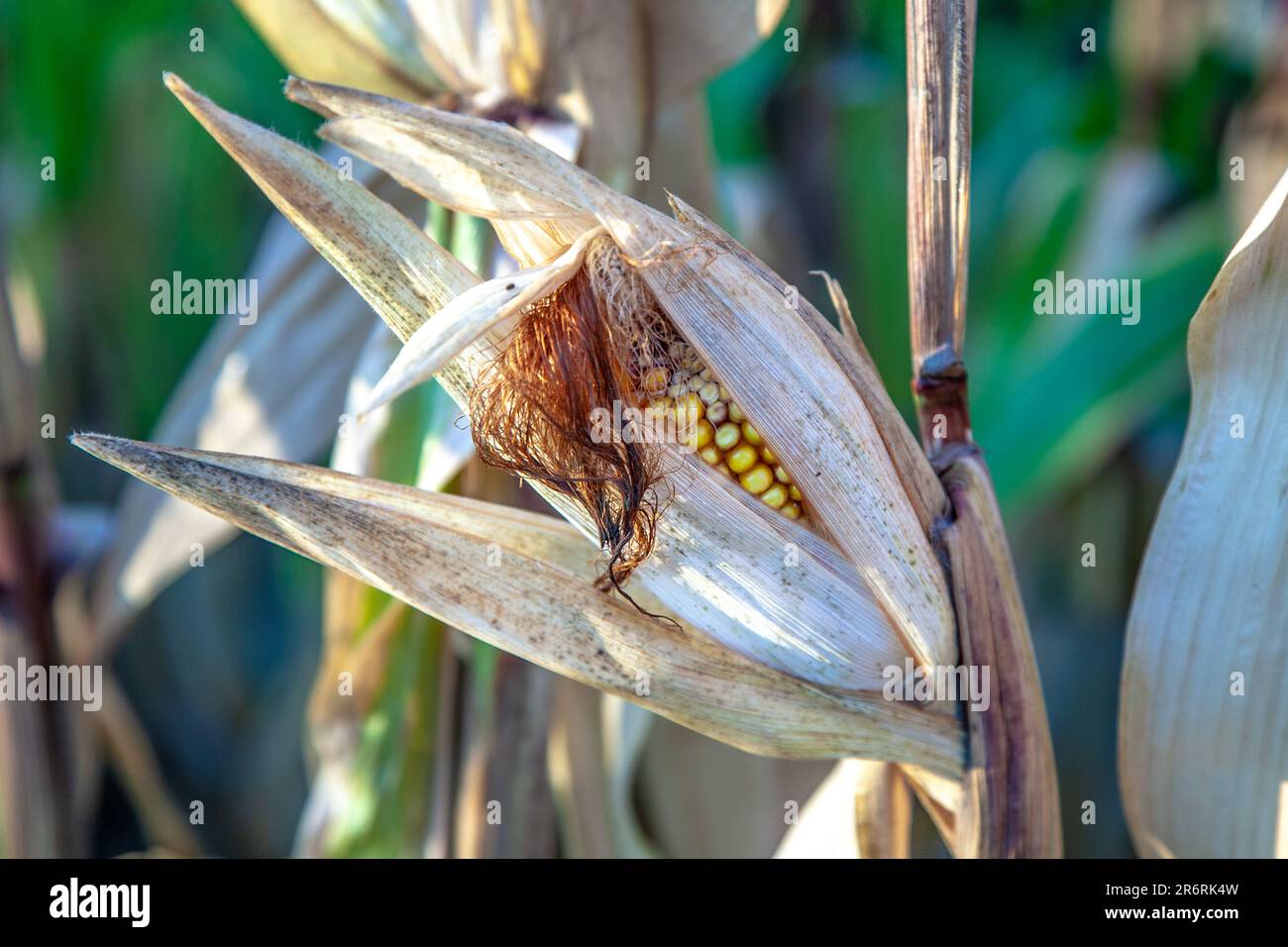 Indian corn field hi-res stock photography and images - Alamy