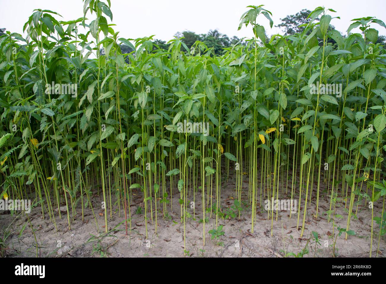 Jute plants growing in a field in the countryside of Bangladesh Stock ...