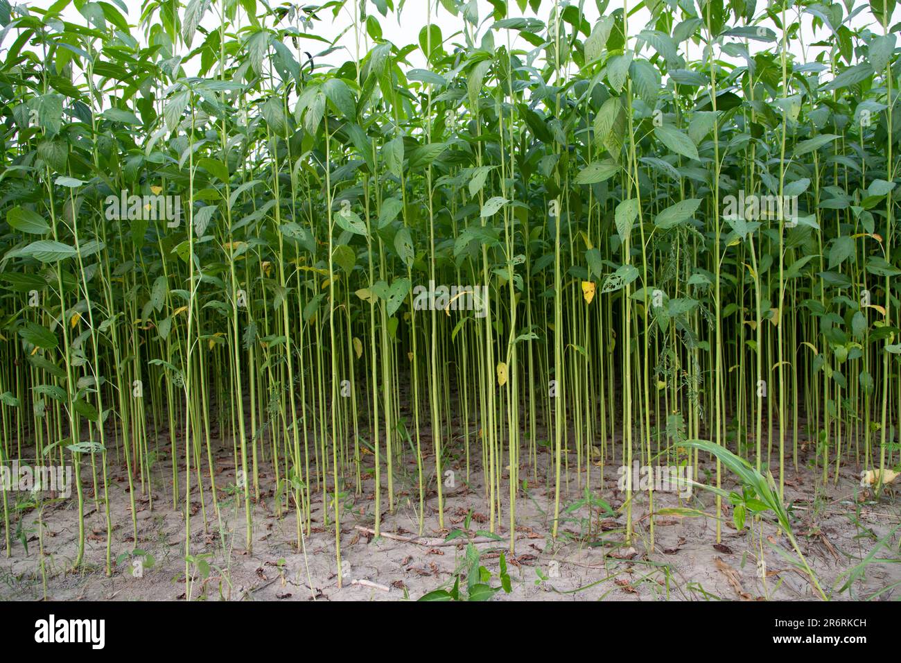 Jute plants growing in a field in the countryside of Bangladesh Stock ...